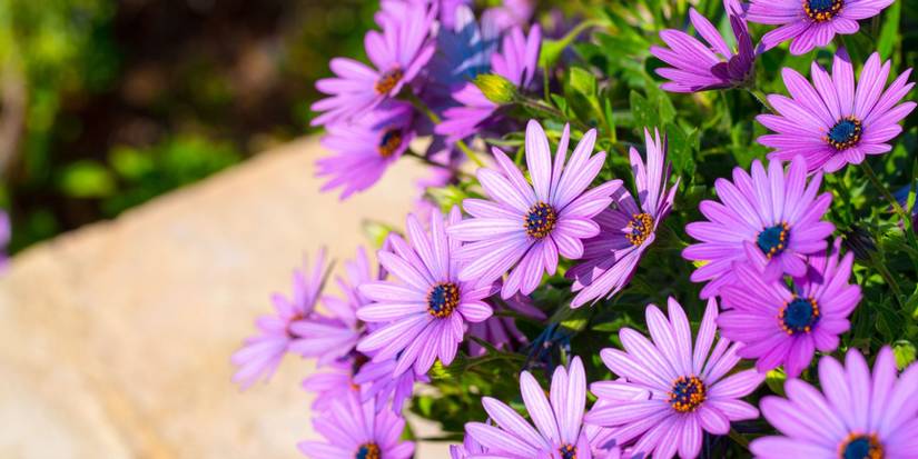 Surviving the Chill: Annual Flowers That Endure Winter Frost