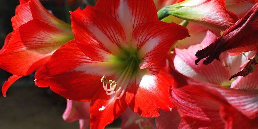 Bold Blooms and Gentle Foliage for Spring Gardens
