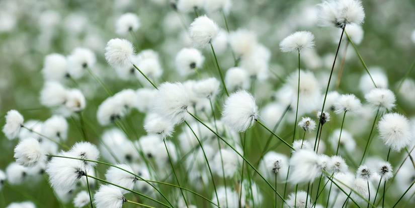 Arctic Plants: 5 Tough Plants That Call the North Pole Home