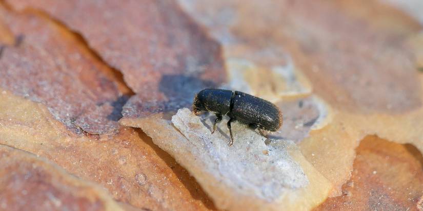 5 Household Bugs That Hide in Your Firewood or Christmas Trees