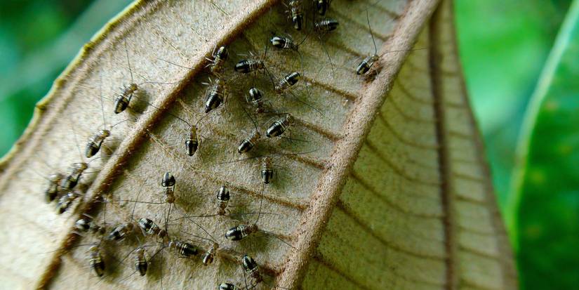 5 Household Bugs That Hide in Your Firewood or Christmas Trees