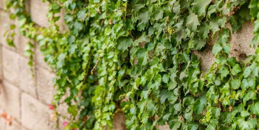Ivy Wonders: A Guide to the Best Varieties for Your Garden