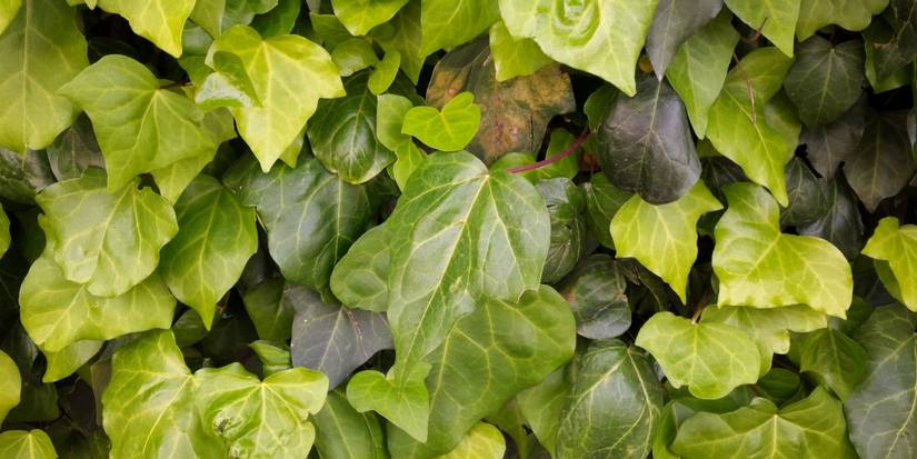 Ivy Wonders: A Guide to the Best Varieties for Your Garden
