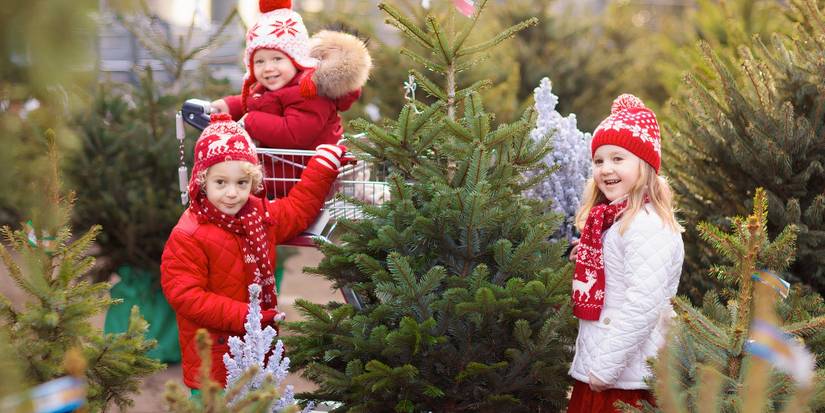 What is the Best Smelling Christmas Tree of Them All?