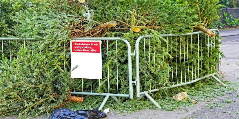 The Truth About Real Christmas Trees: Are They Actually Sustainable?