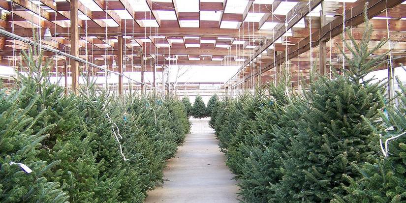 Comparing Real Christmas Trees Vs Artificial Christmas Trees