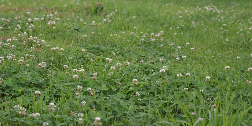 How Do Clover Lawns Stack Up Against Traditional Lawns?