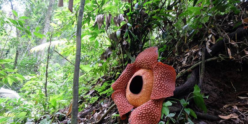 The Biggest Flower in the World May Also Smell the Worst!