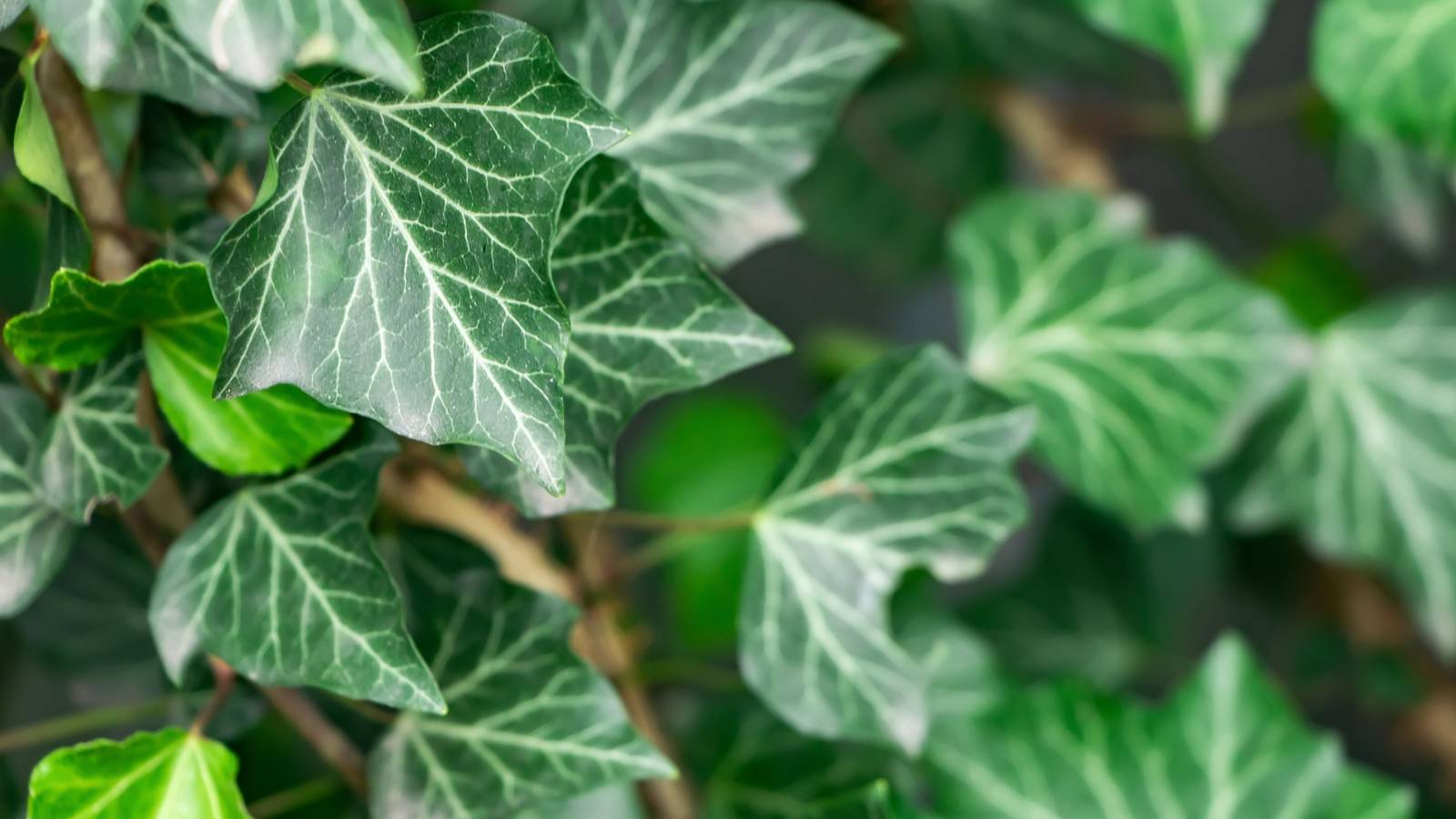 Ivy Wonders: A Guide to the Best Varieties for Your Garden