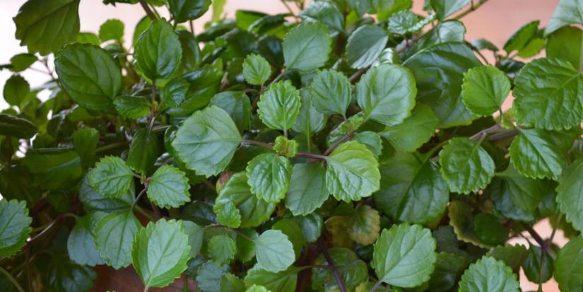 Ivy Wonders: A Guide to the Best Varieties for Your Garden