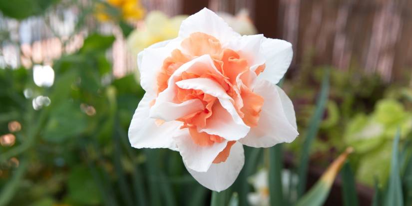5 Beautiful Flowers Named After Santa Claus