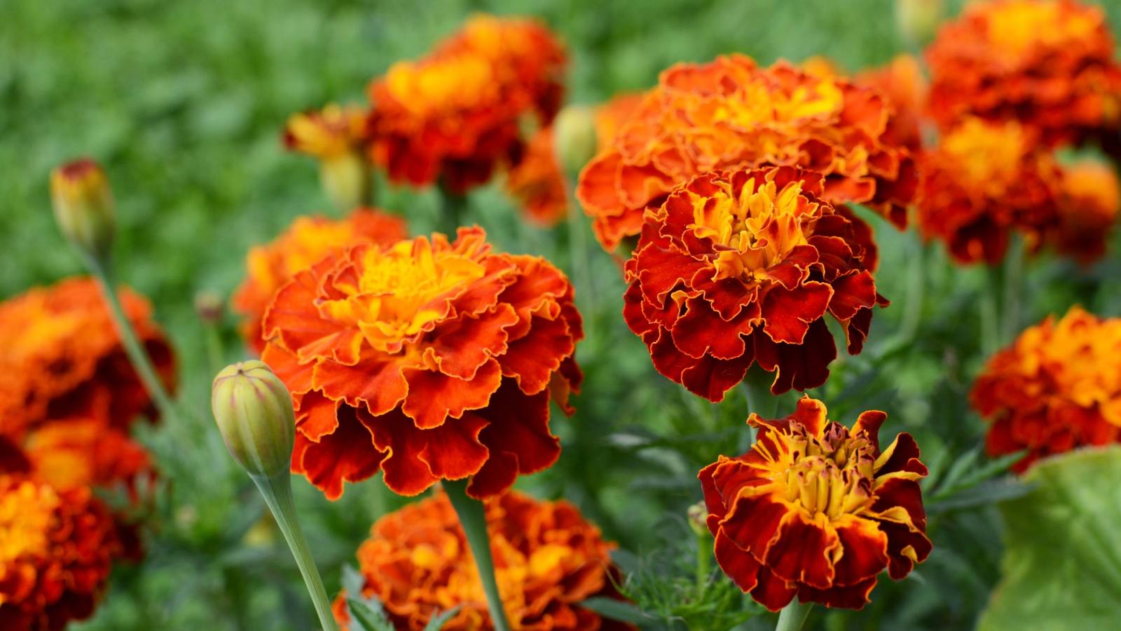 Garden Symmetry: Stunning Round Flowers to Elevate Your Landscape