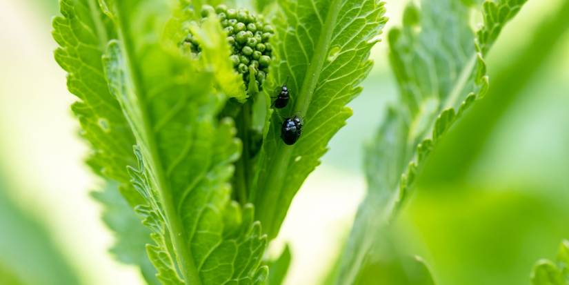 5 Rare Garden Pests and Natural Ways to Defeat Them