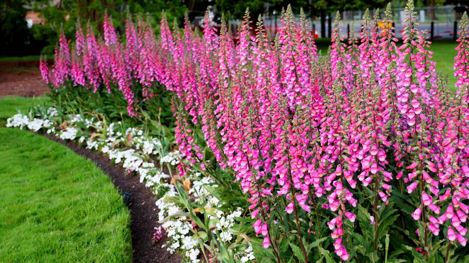 Foxglove for Pest Control: A Natural Way to Protect Your Garden