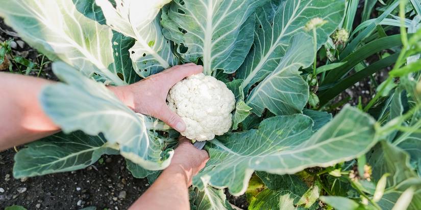 Discover Which Fall Vegetables Shine Best in the Crockpot