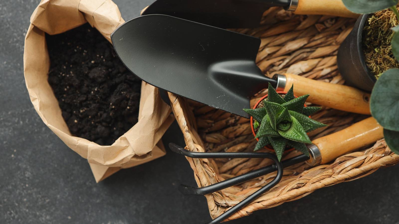 Essential Gardening Tools and Tips for Beginners to Grow Thriving Gardens