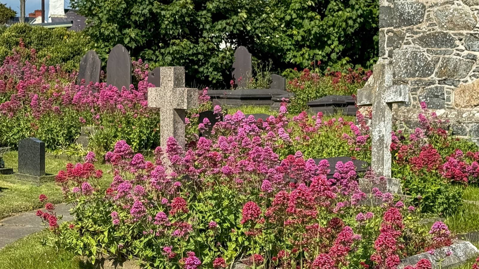 Rewilding Graveyards To Turn Them Into a Natural Landscape