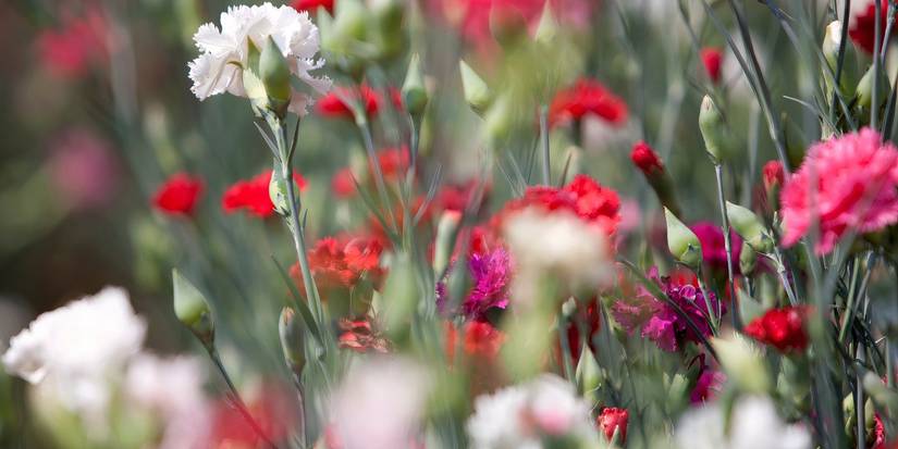 Tragic Floral Legends: Love, Loss, and Myth in Every Bloom