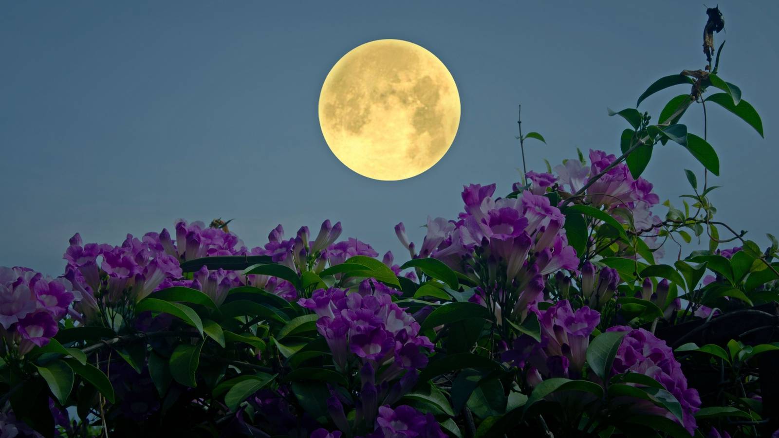 Create a Magical Celestial Garden: Stars and Moon-Inspired Designs