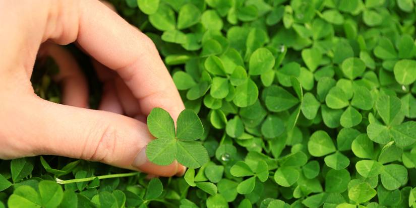 5 Plants That Naturally Repair Garden Soil Problems