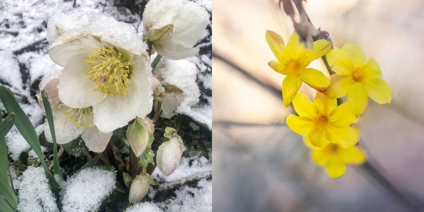 Enhance Your Winter Landscape With Pretty Snow Flowers