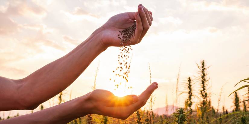 Master the Art of Saving Seeds and Growing Thriving Plants