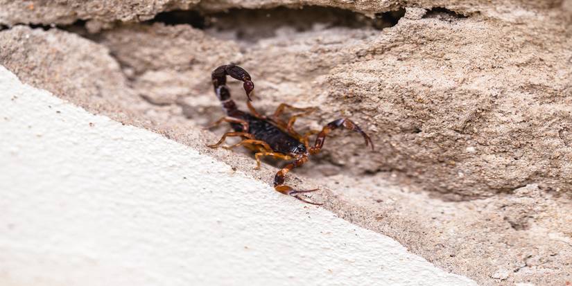House Scorpions: Nature's Unlikely Pest Controllers
