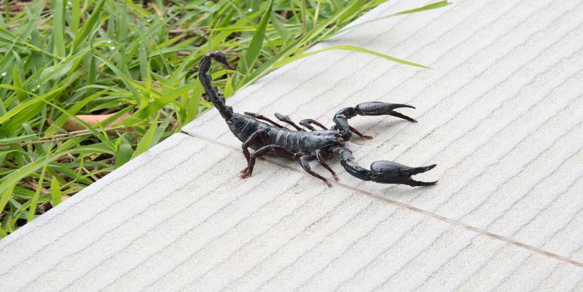Combat Local Invaders: Expert Pest Management for Every Region