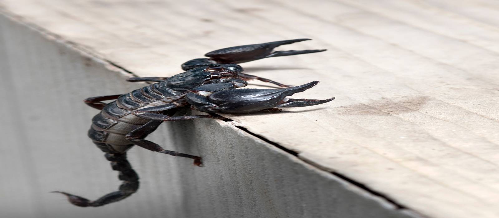 House Scorpions: Nature's Unlikely Pest Controllers
