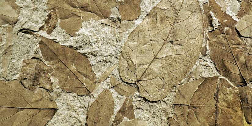 Found a Fossil in Your Garden? Here’s What It Means and What to Do