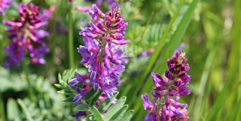5 Amazing Plants That Cleanse and Detox Your Garden Soil