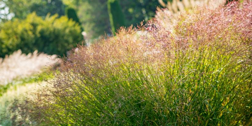 5 Amazing Plants That Cleanse and Detox Your Garden Soil