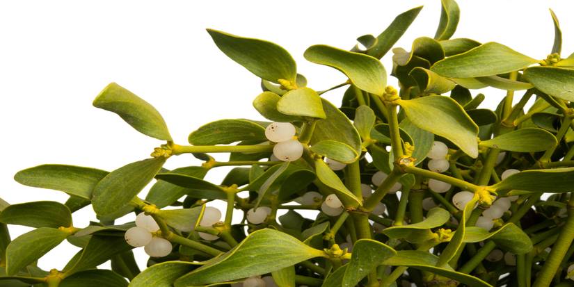 Mistletoe: A Festive Tradition with a Toxic Twist