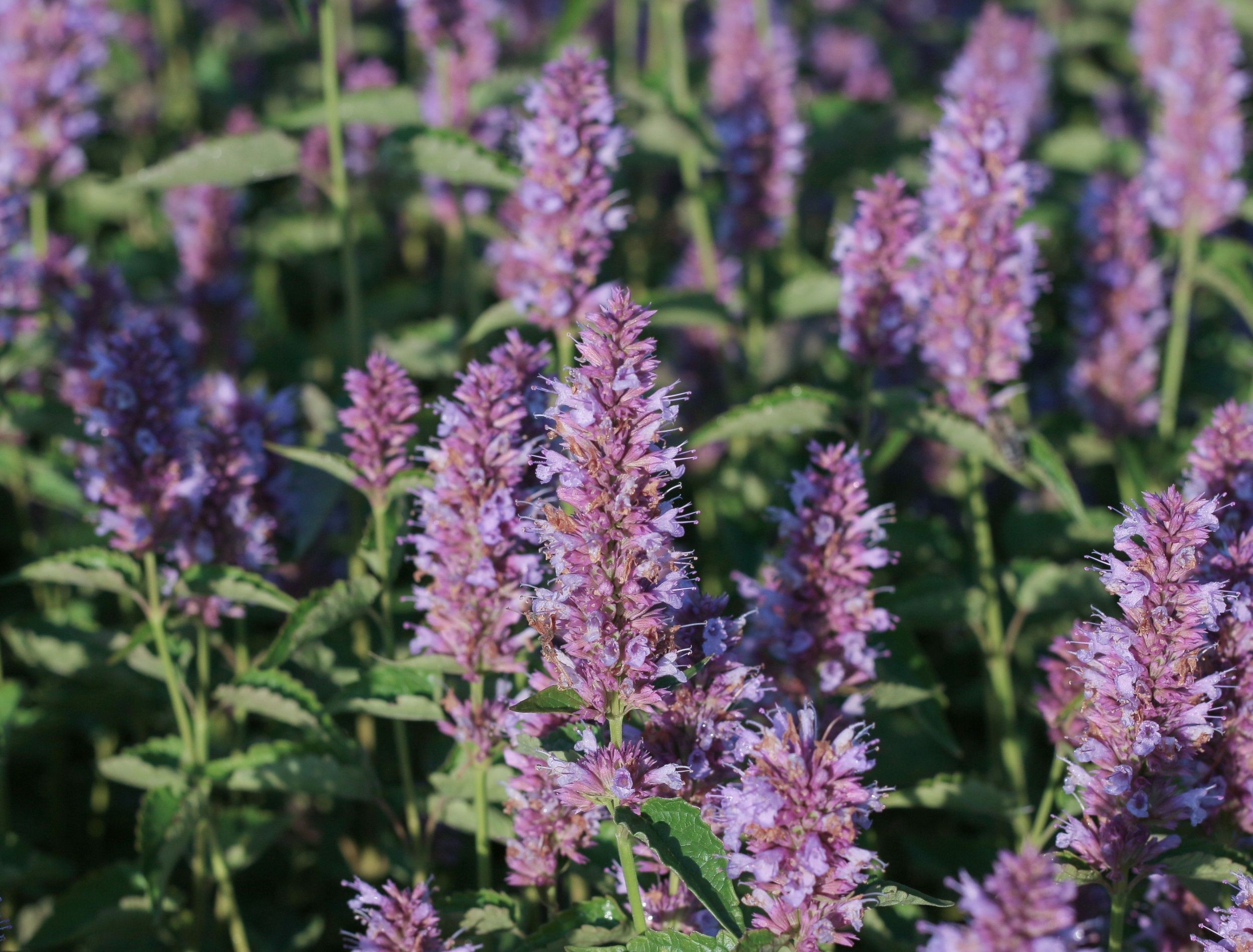 5 Stunning Perennials That Thrive in Container Gardening