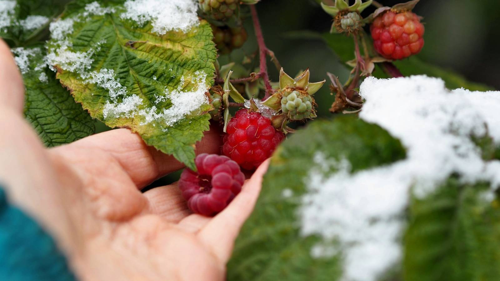 Winter Wonders: Growing Cold-Hardy Fruits in the Chill