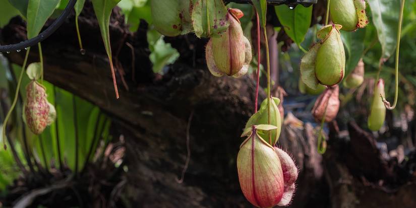 Insect Eating Plants: See the Newly Discovered Pitcher Plant