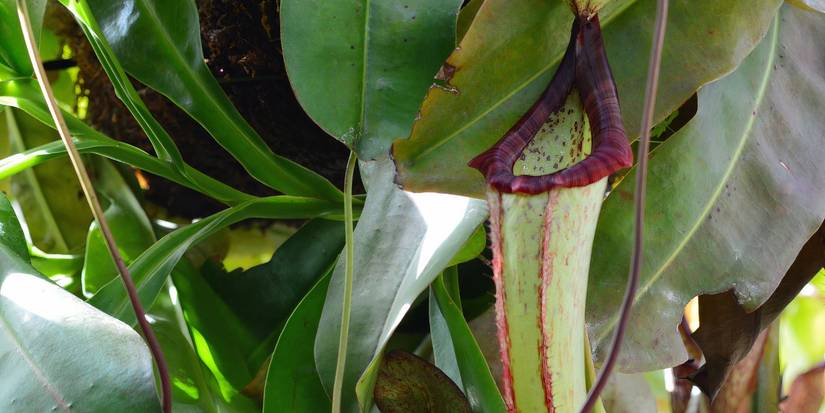 Insect Eating Plants: See the Newly Discovered Pitcher Plant