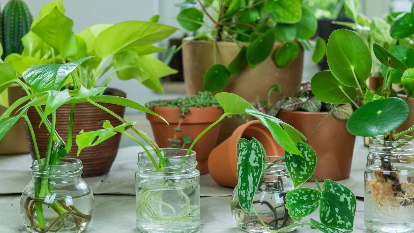 Transform Your Yard for Free: Sustainable Gardening Using Natural Resources