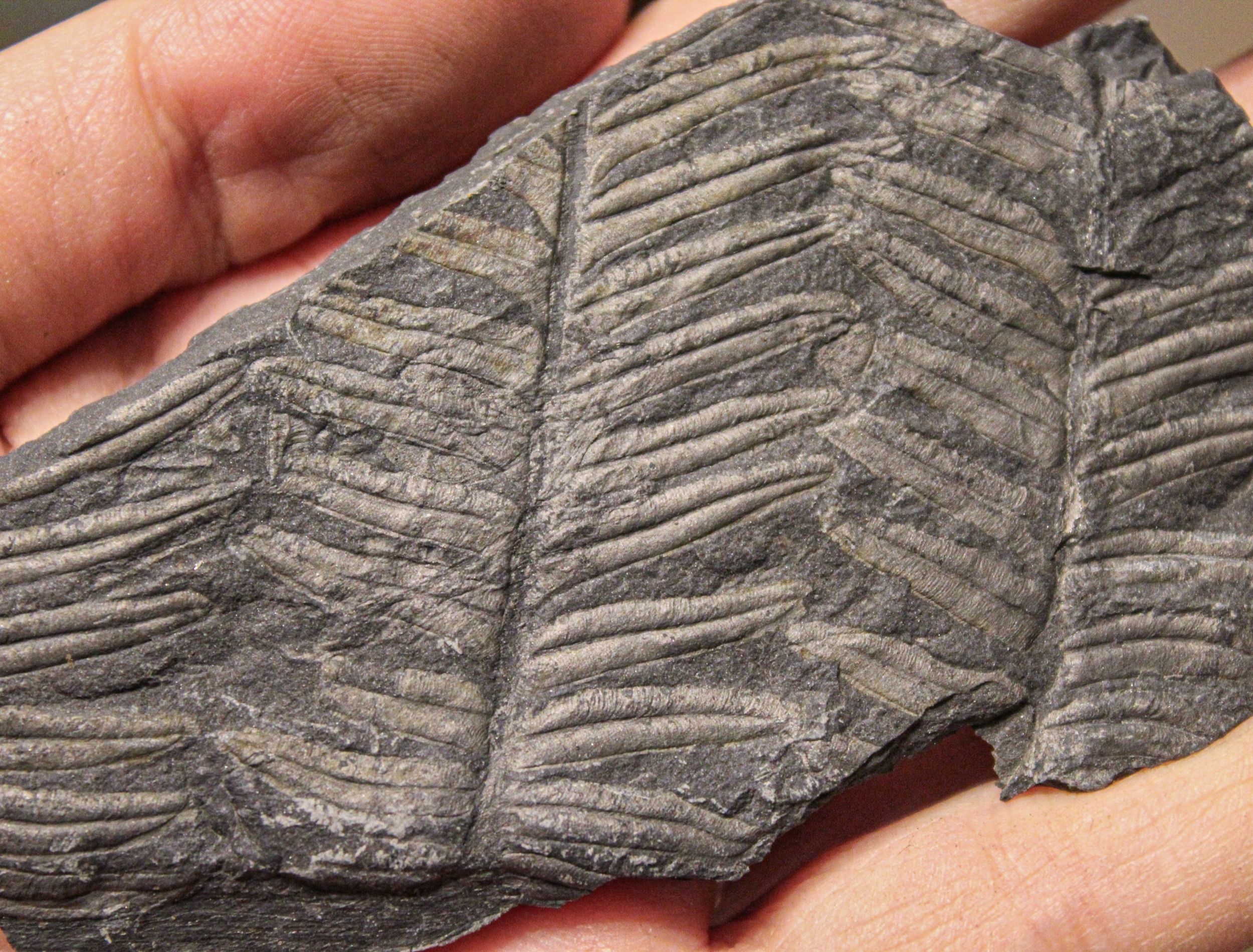Mysterious Plant Fossil Discovered in Utah: Uncovering Ancient Secrets
