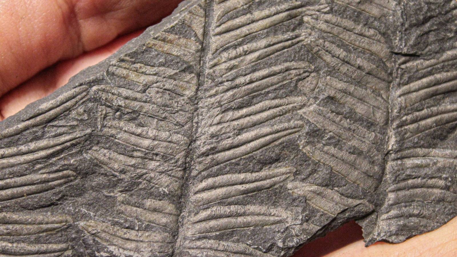 Mysterious Plant Fossil Discovered in Utah: Uncovering Ancient Secrets
