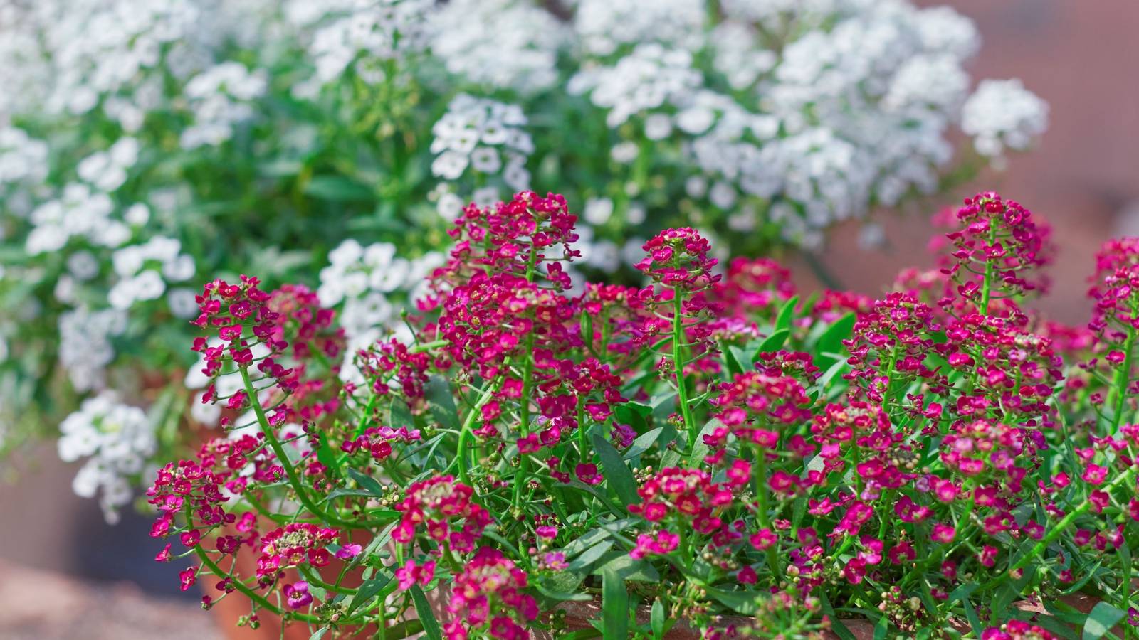Surviving the Chill: Annual Flowers That Endure Winter Frost