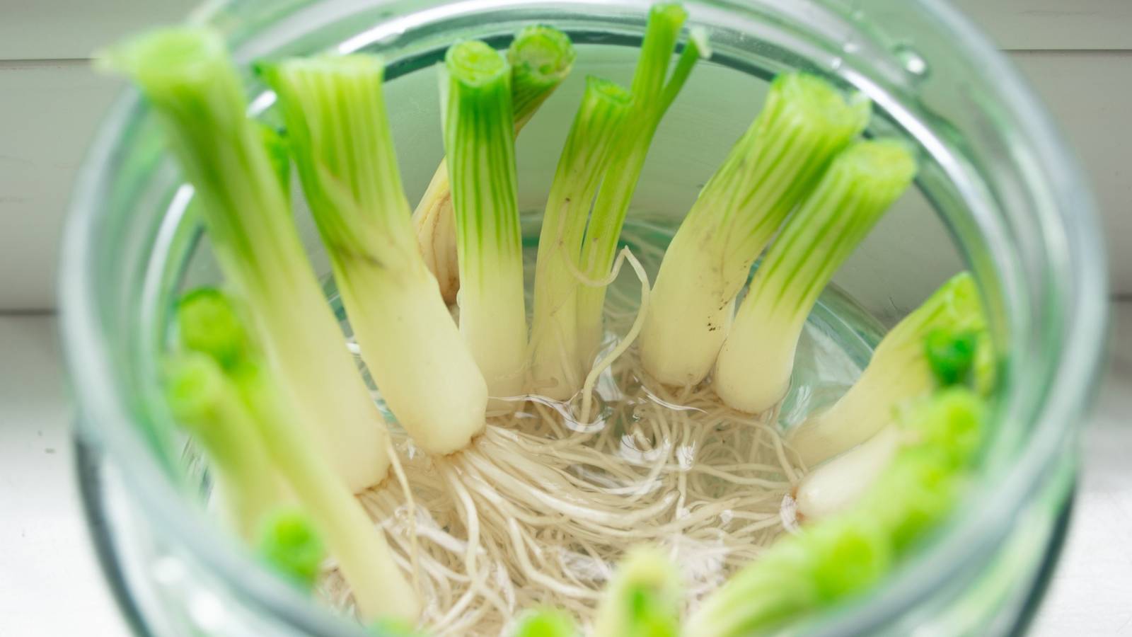 Grow Fresh Flavors at Home: 5 Edible Plants That Thrive in Water