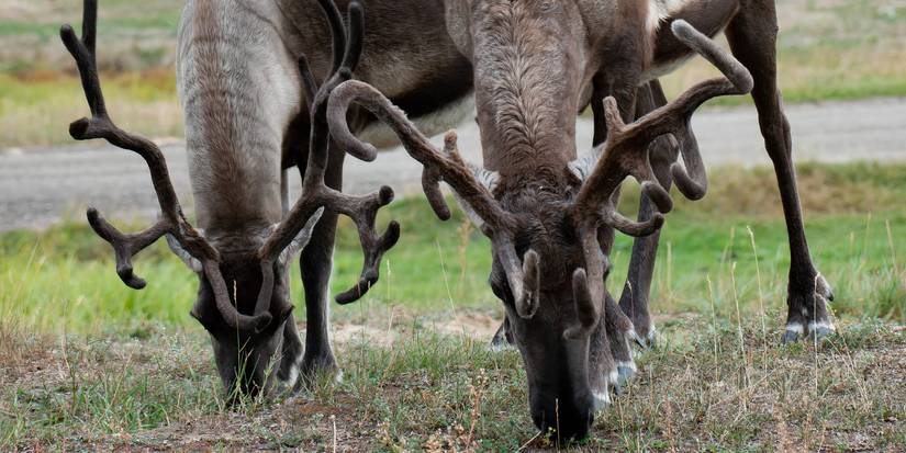 5 Winter Plants That Make up Reindeer Diets