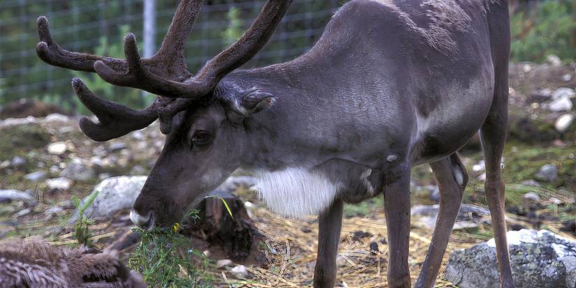 5 Winter Plants That Make up Reindeer Diets