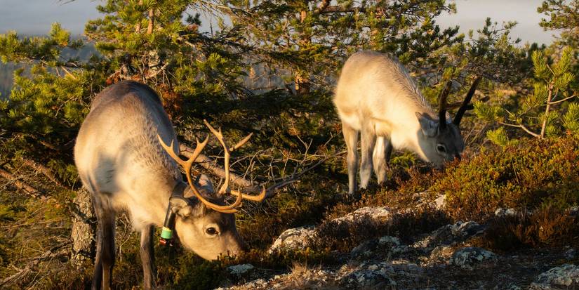 5 Winter Plants That Make up Reindeer Diets