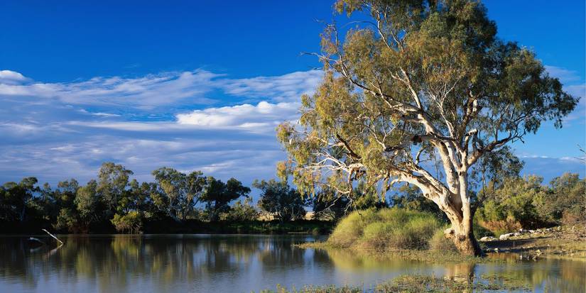 The Beauty and Importance of White Trees