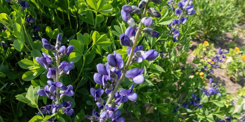 5 Unique Perennials to Transform Your Garden