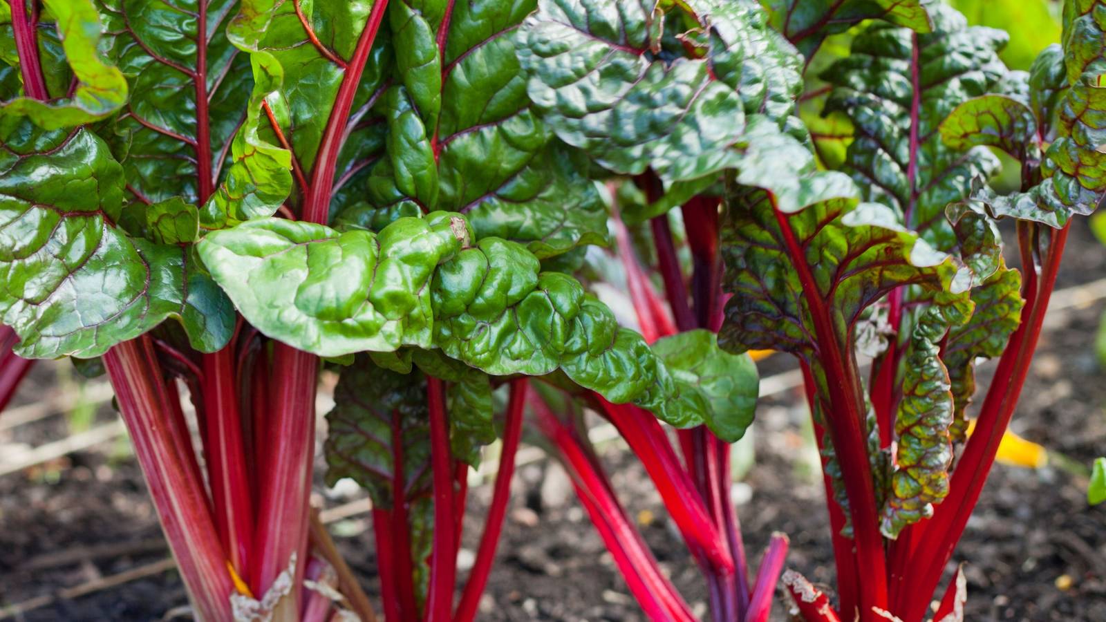 5 Green Plants That Fuel Your Body Naturally