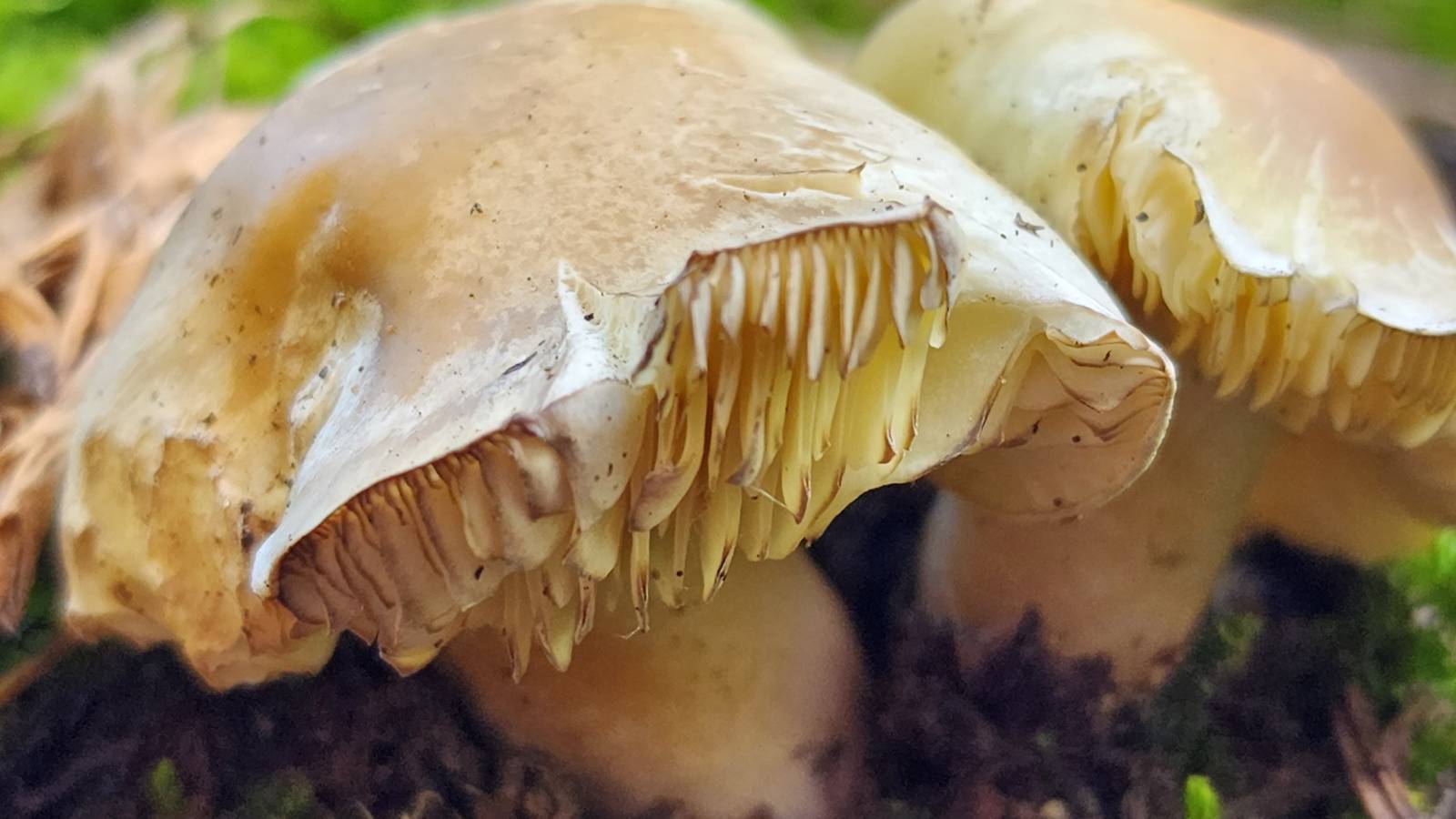 Strange Plants: Uncover 5 Newly Discovered Weird Plants