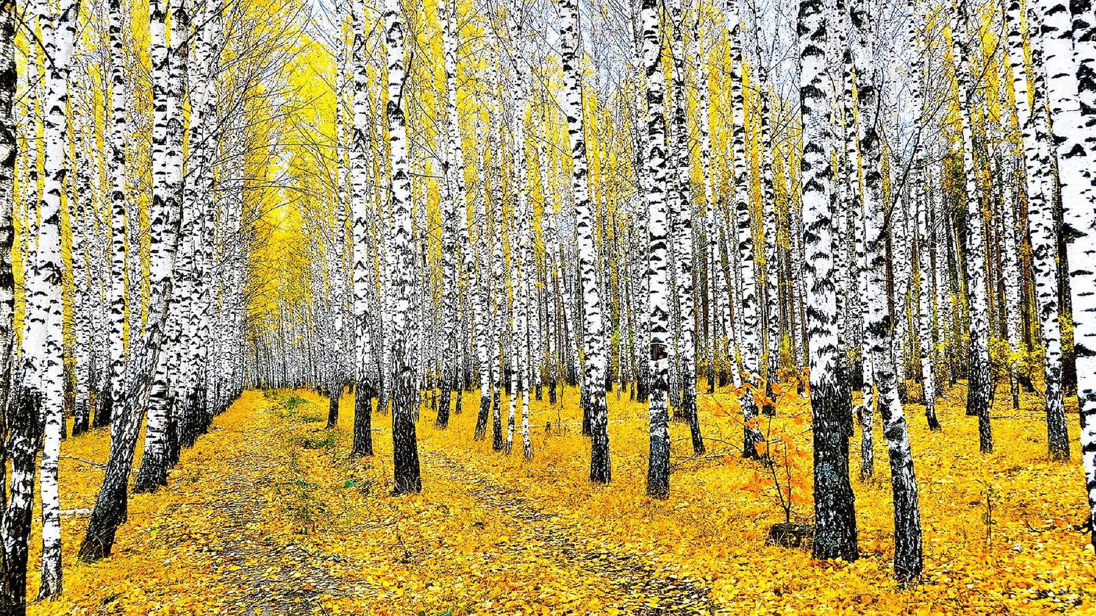 The Beauty and Importance of White Trees